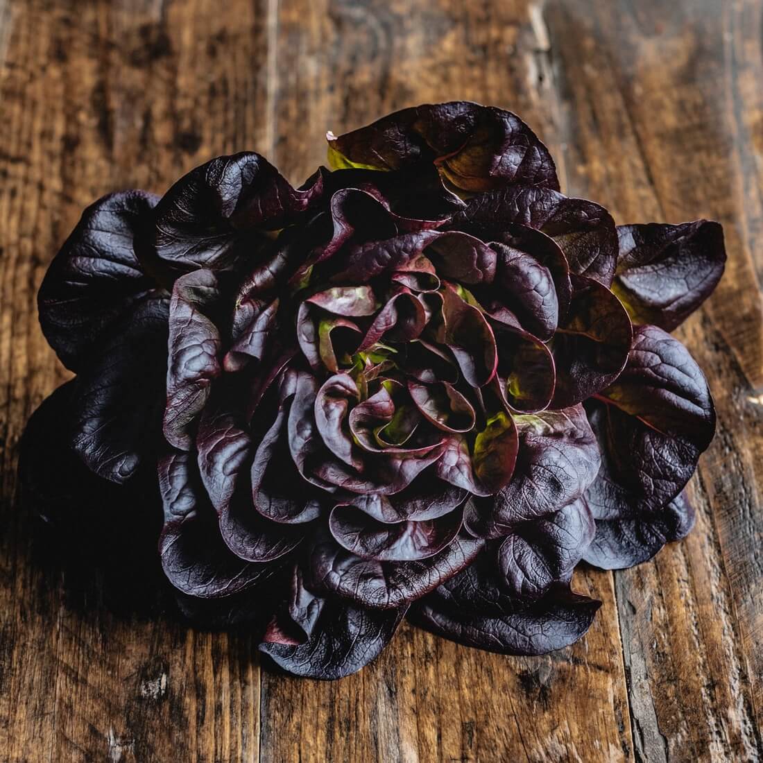 Red salanova lettuce / Riverford