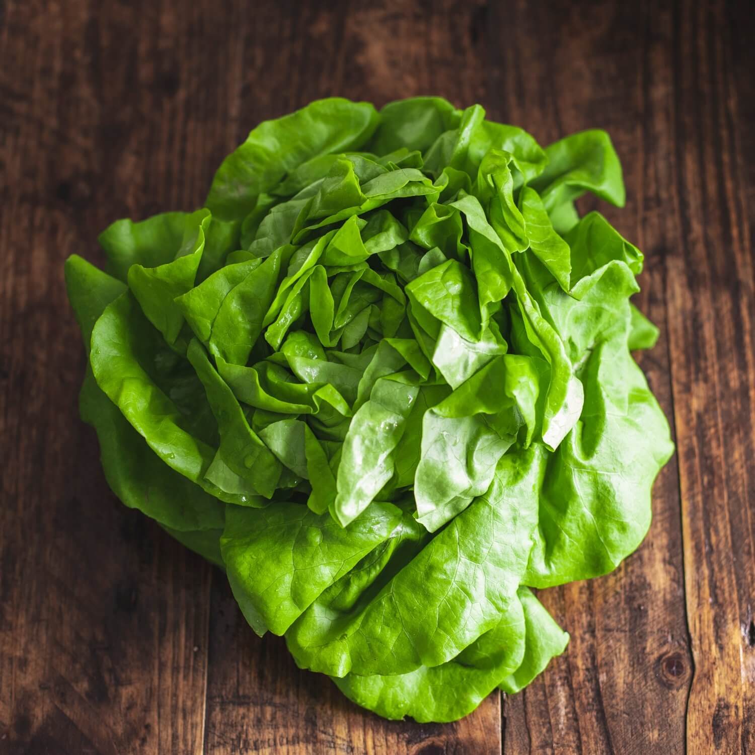 Organic Butterhead lettuce / Riverford