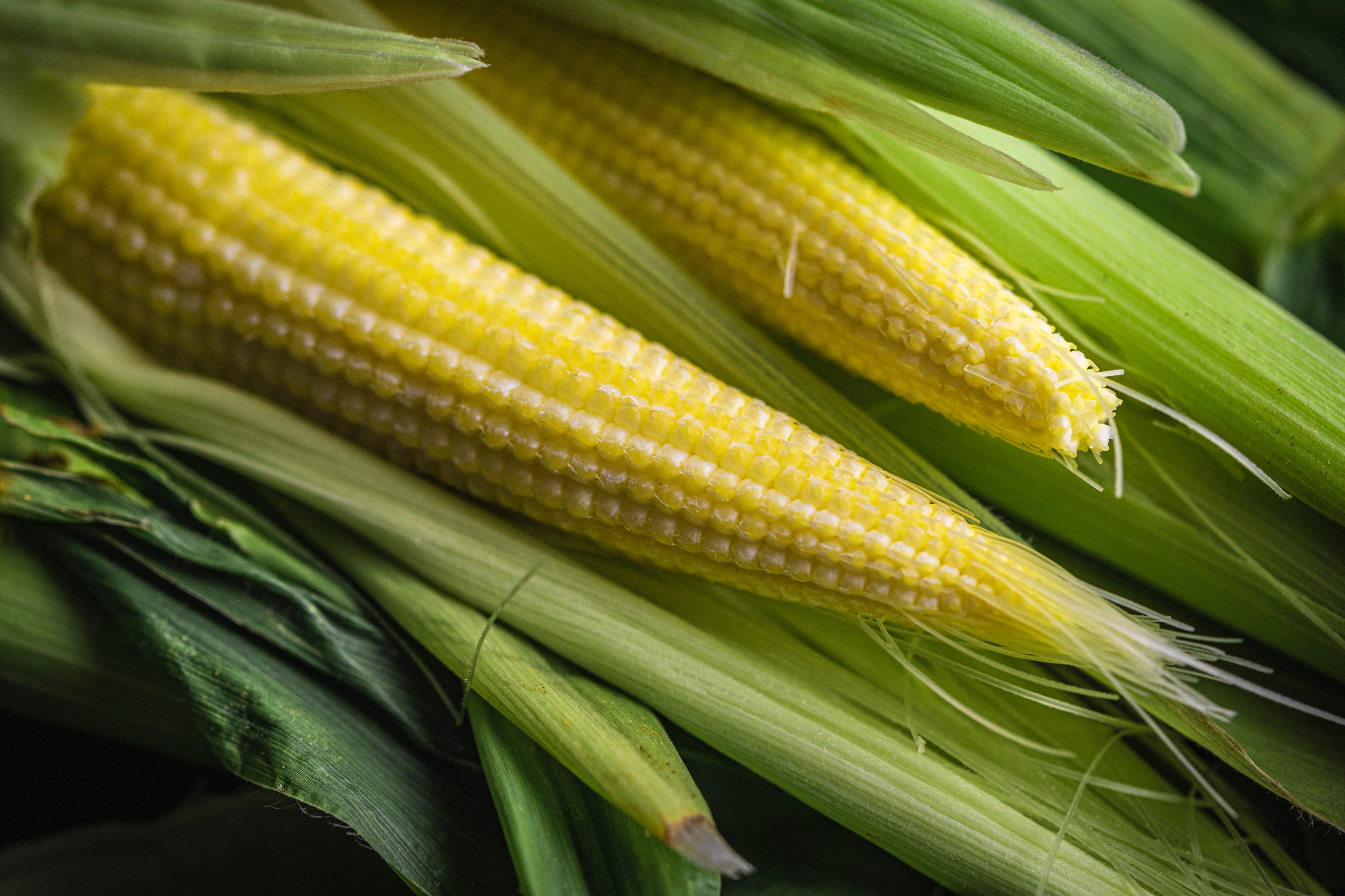 Organic Baby sweetcorn x4 / Riverford