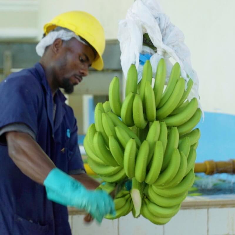 Organic Bananas x6 / Riverford