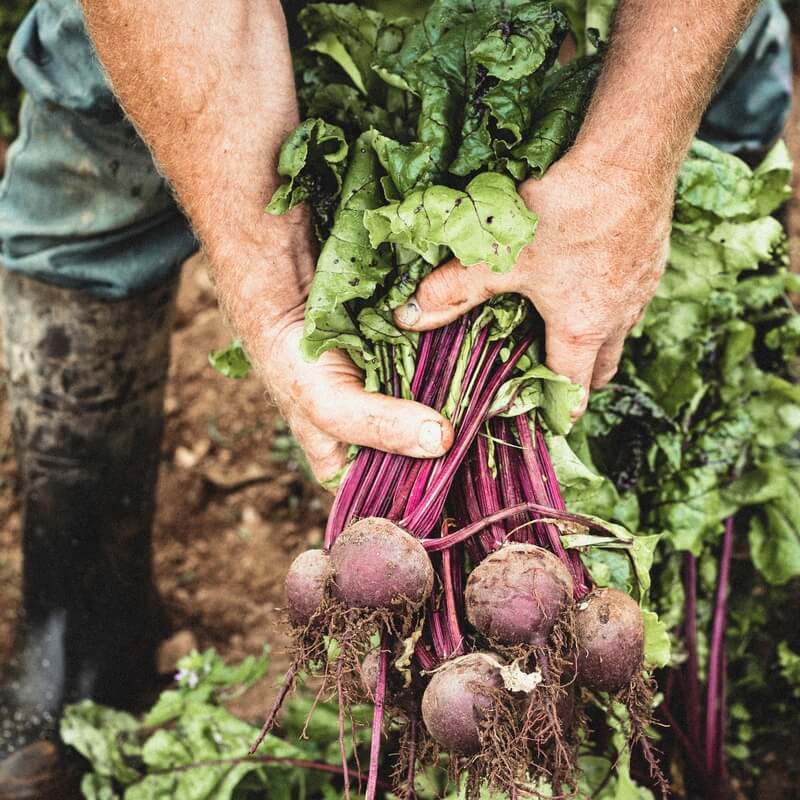 Organic Beetroot 800g / Riverford