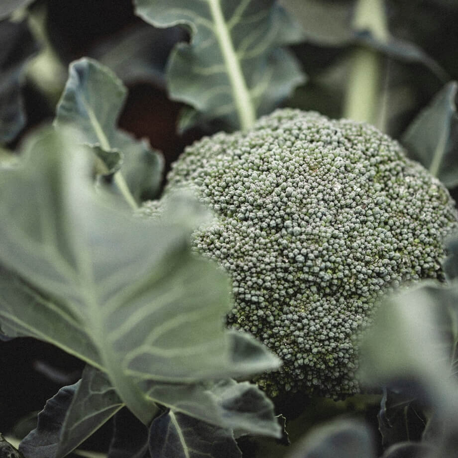 Organic Calabrese broccoli 500g / Riverford