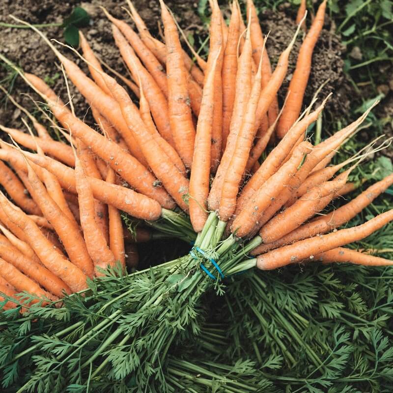 Organic Bunched carrots x1 / Riverford