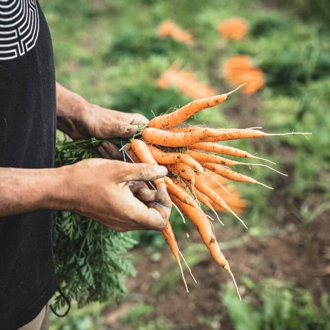 Organic Carrots 1.5kg / Riverford