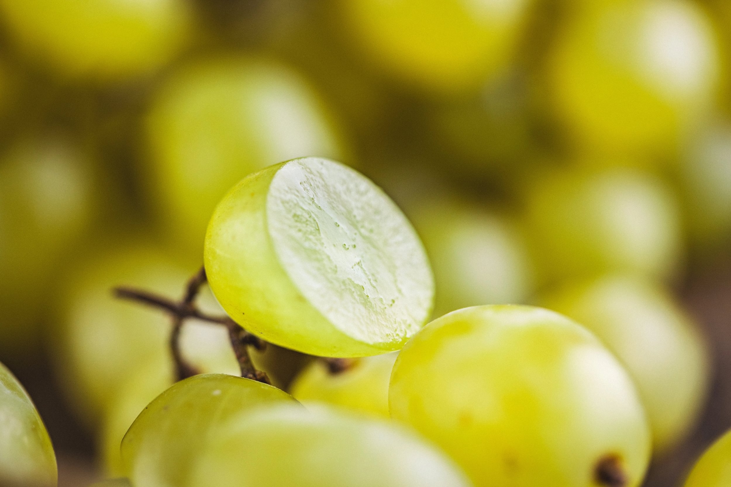 Organic Cotton candy grapes 350g / Riverford