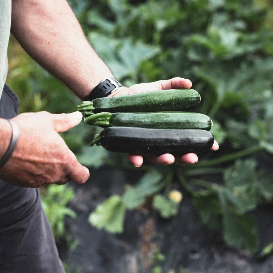 Organic Courgettes x3 / Riverford