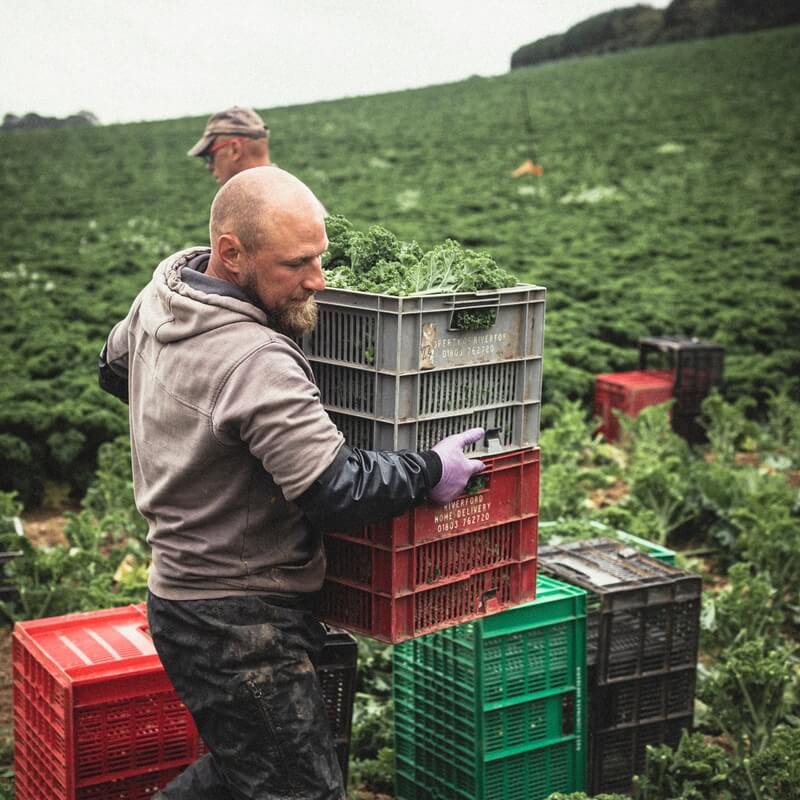 Organic Curly kale 250g / Riverford