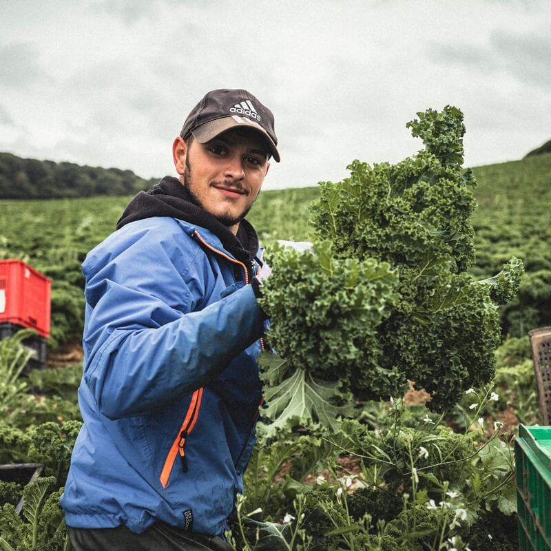 Organic Curly kale 250g / Riverford