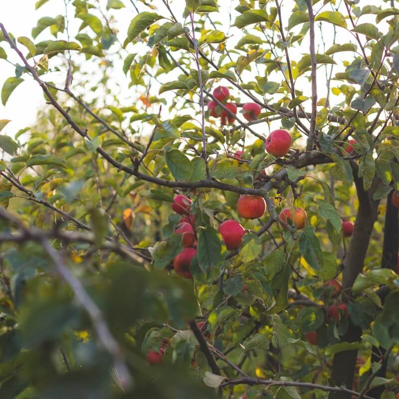 Organic Discovery apples 750g / Riverford