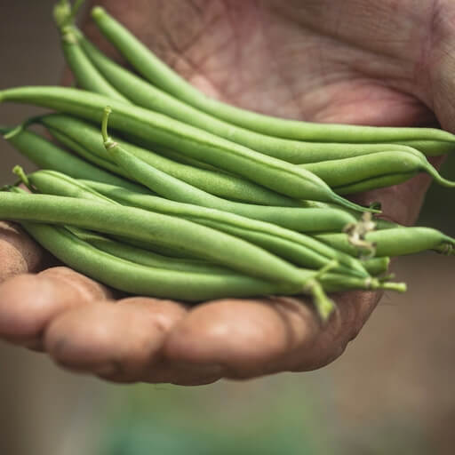 Organic French beans 300g / Riverford