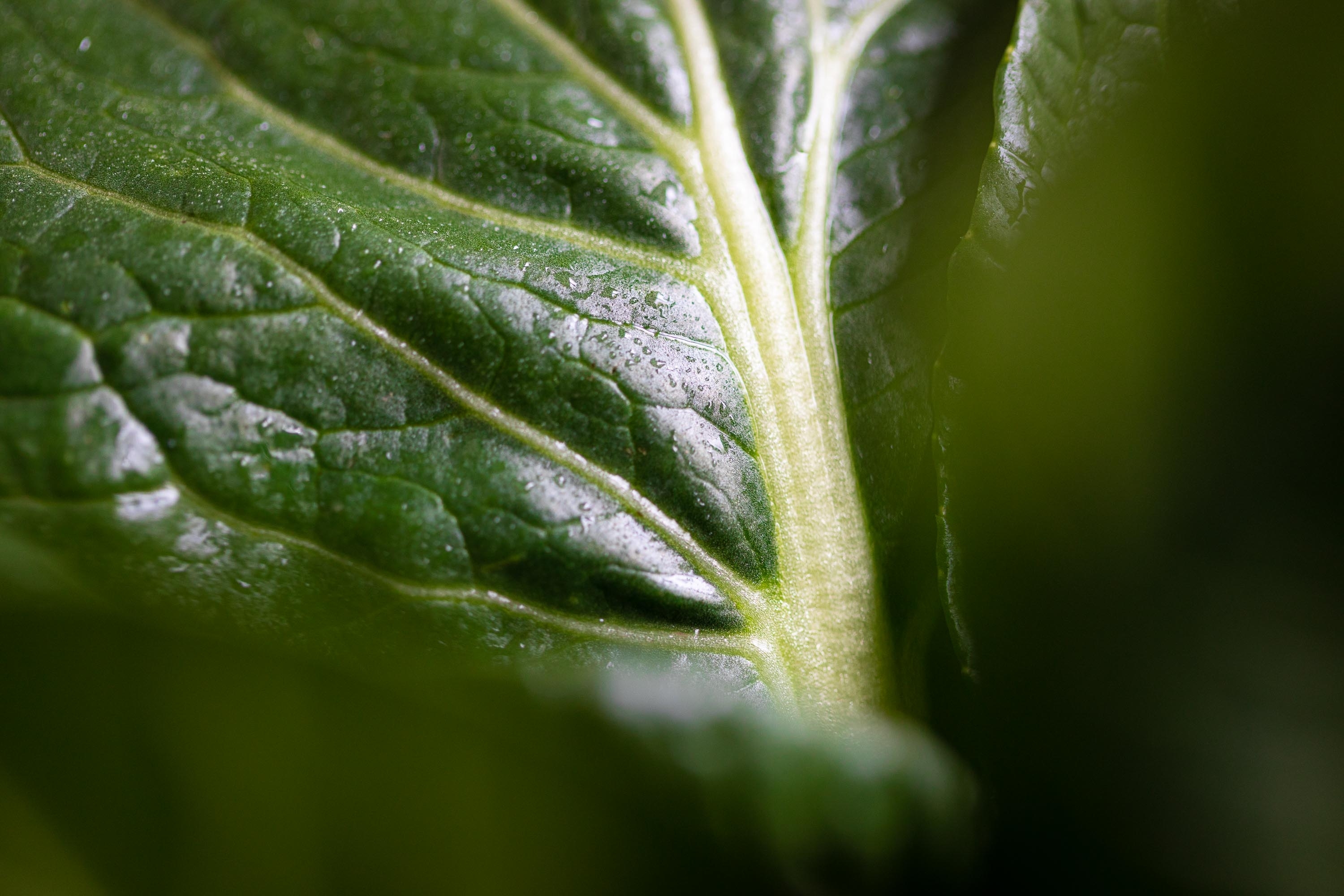 Komatsuna 250g / Riverford