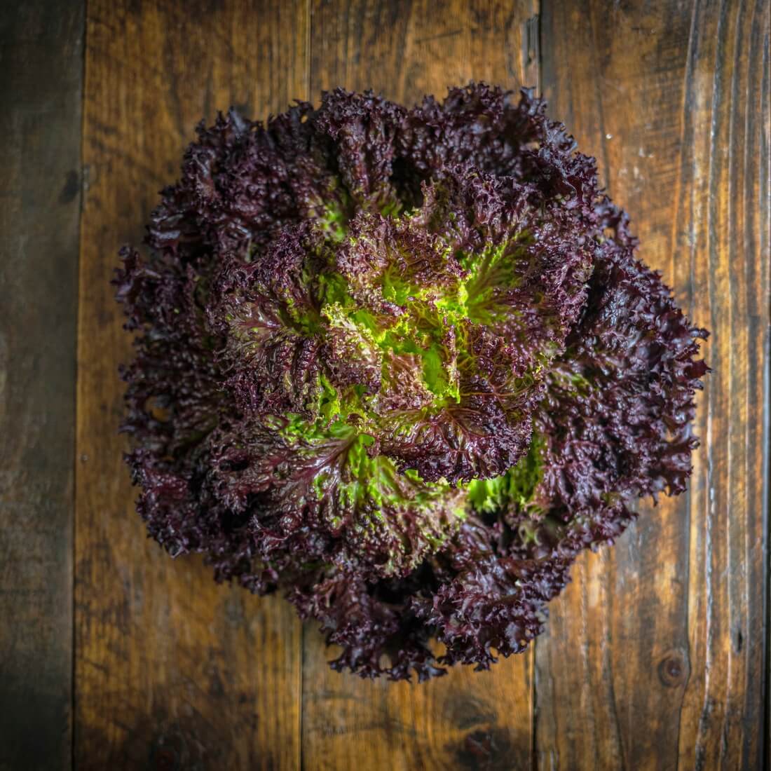 Organic Lollo Rosso lettuce x1 / Riverford
