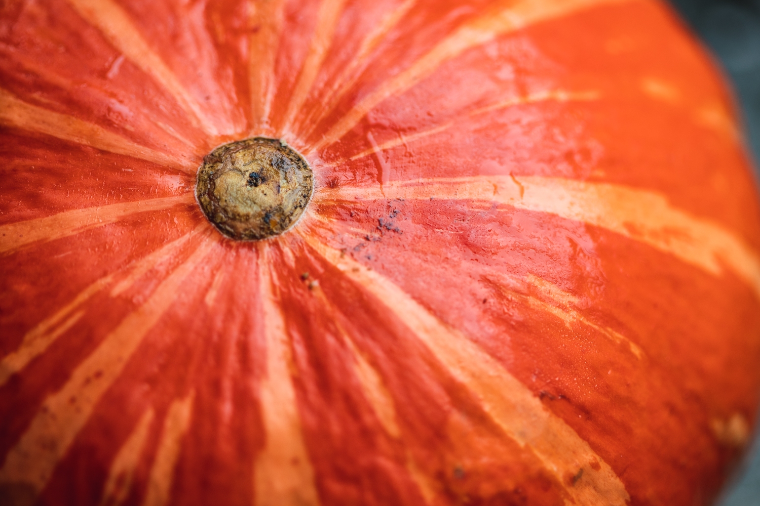 Organic Mini Kabocha squash / Riverford