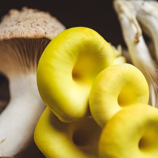 Organic Oyster Mushroom Trio Box 600g / Riverford