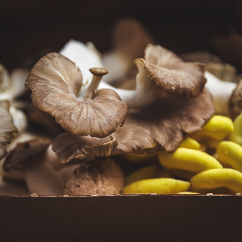 Organic Oyster Mushroom Trio Box 600g / Riverford
