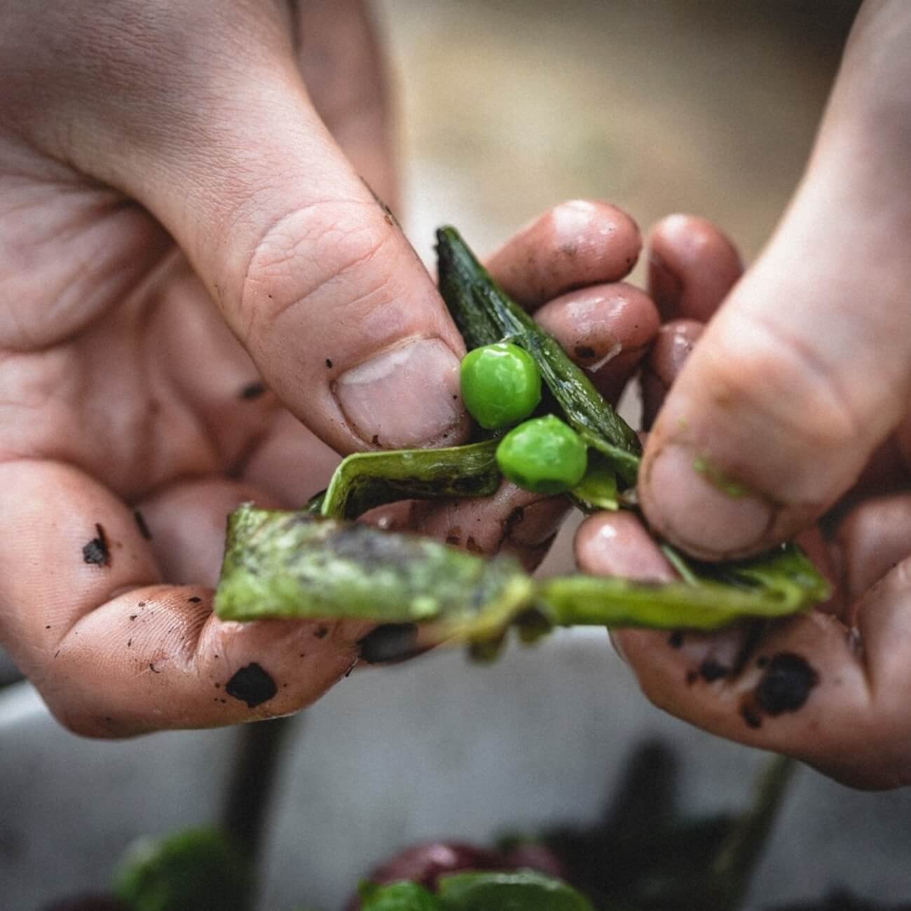 BBQ grilled garden peas recipe / Riverford