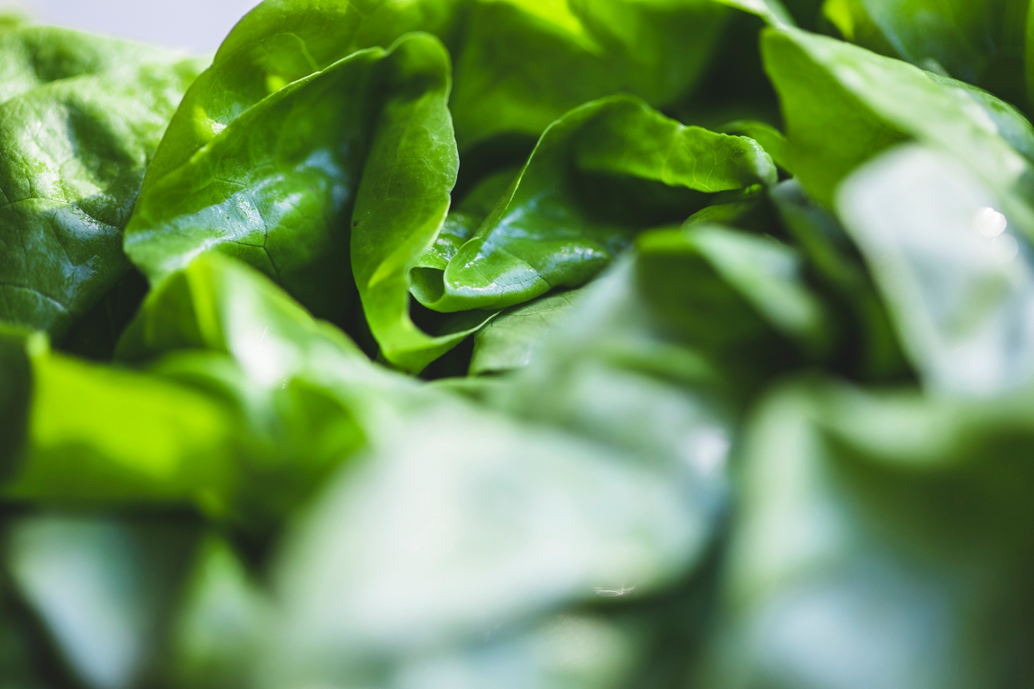 Organic Butterhead lettuce / Riverford