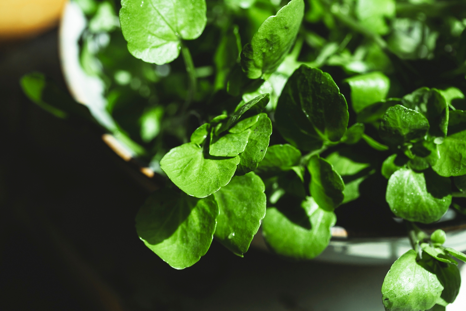 Organic Watercress 200g / Riverford