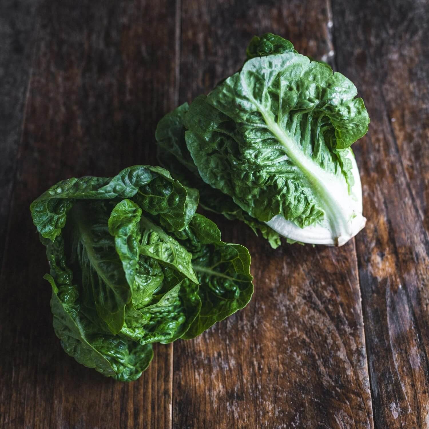 Organic Mini Cos lettuce x2 / Riverford