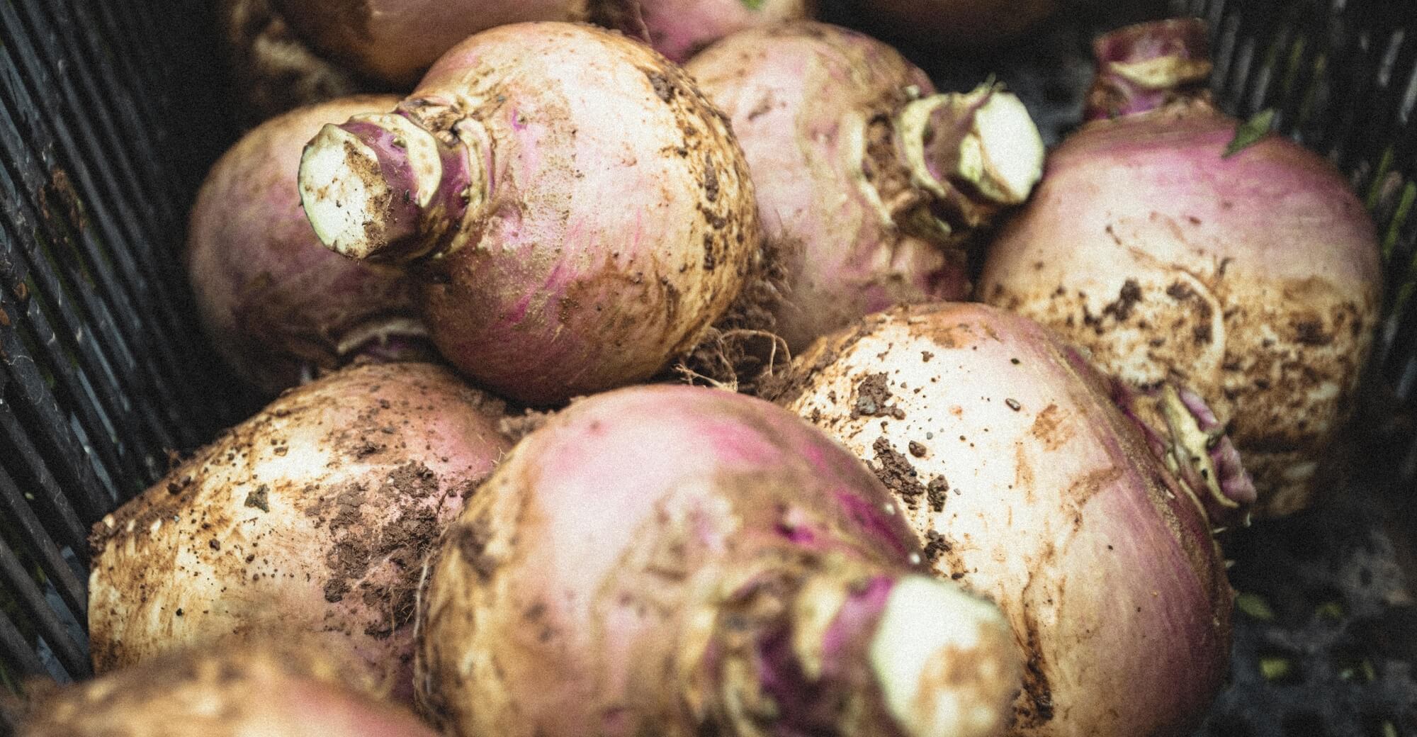 Swede guide / A - Z of Veg / Riverford