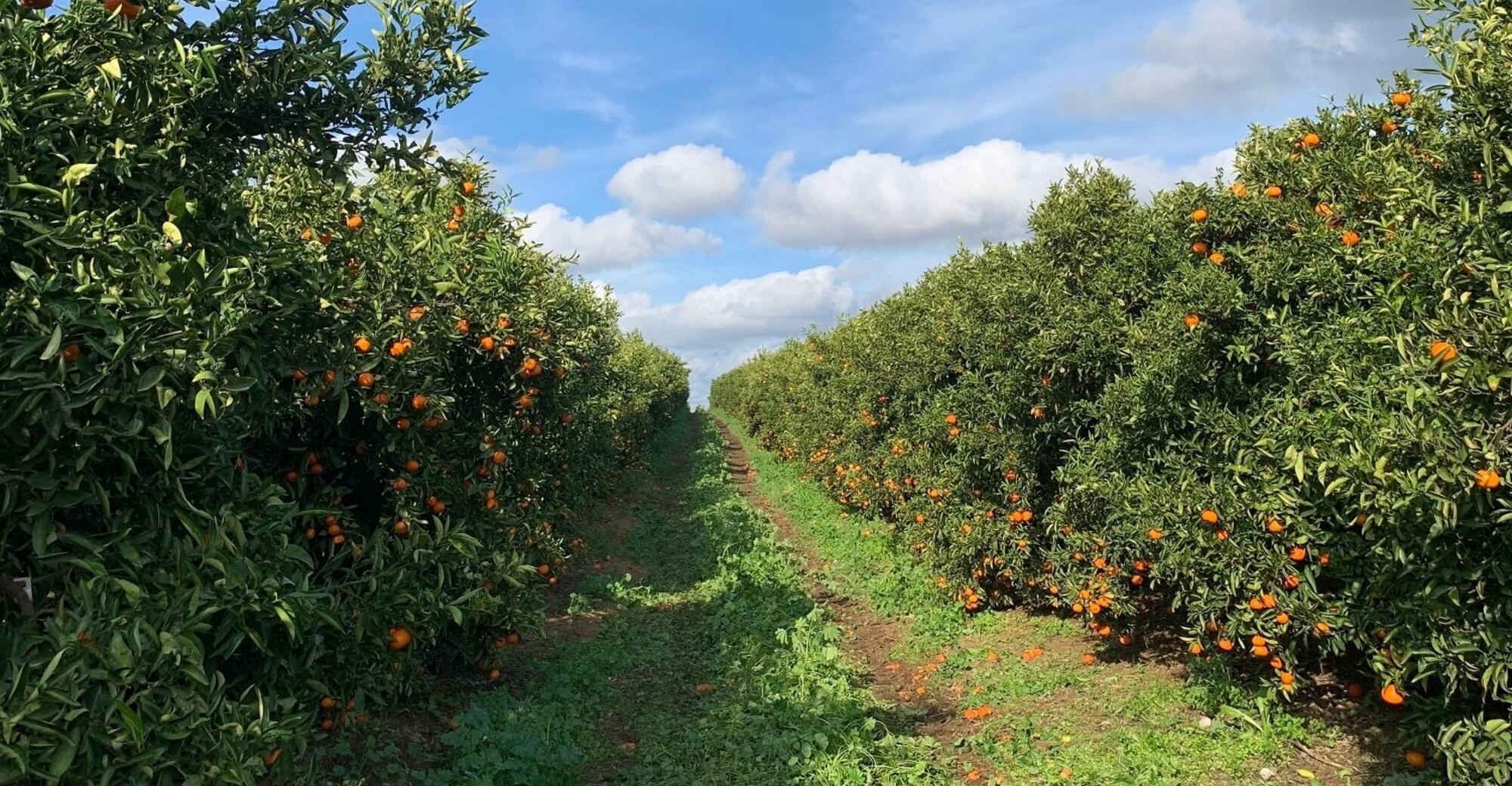 Gospa Citrus / Riverford