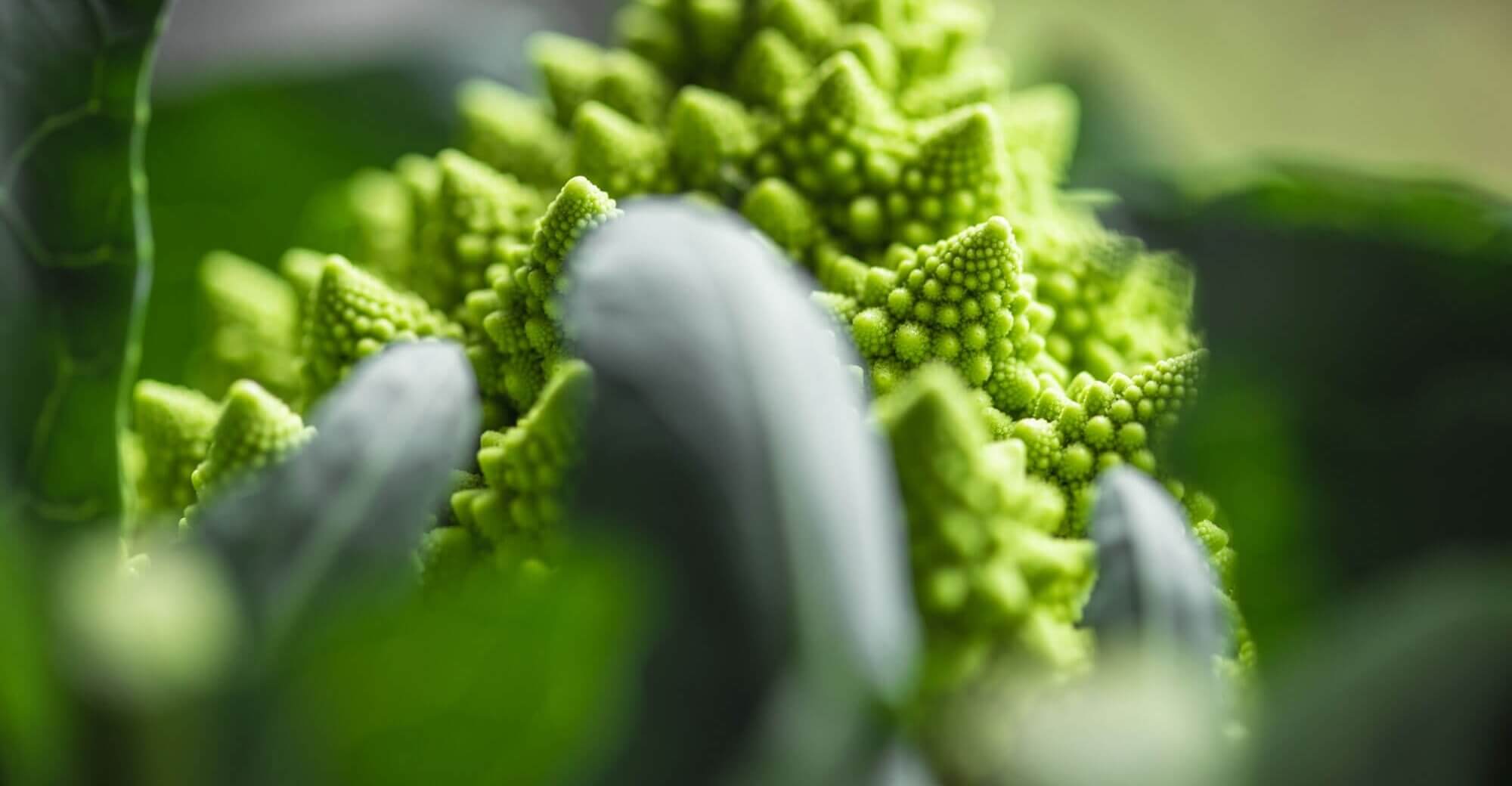 Romanesco guide / A - Z of Veg / Riverford