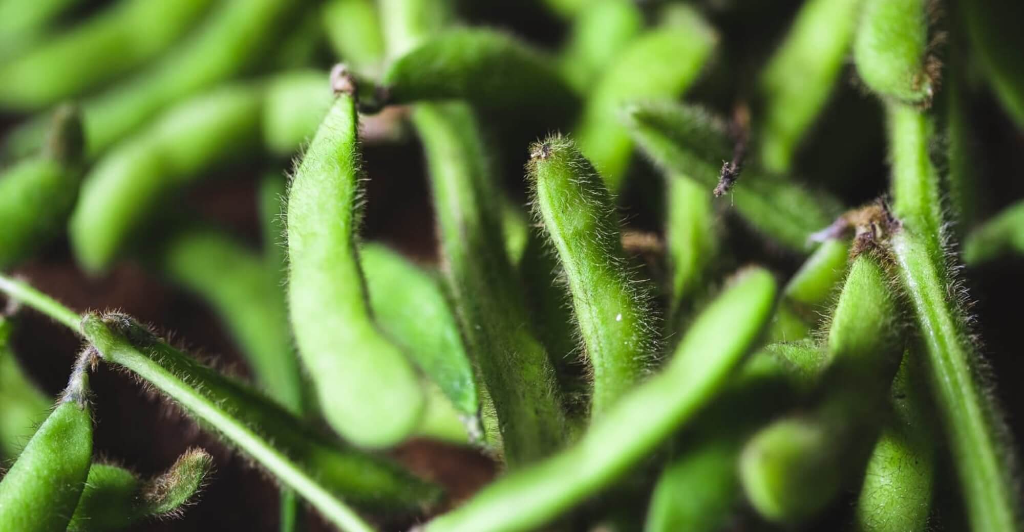 Edamame beans guide / A - Z of Veg / Riverford