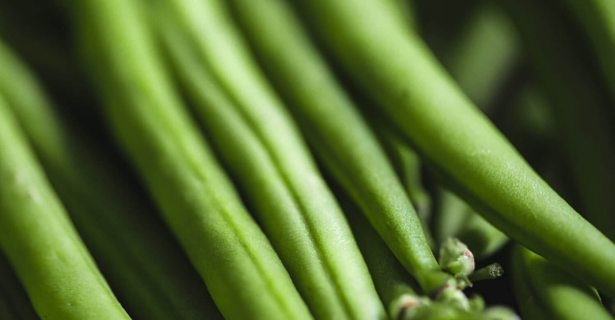 French beans guide / A - Z of Veg / Riverford