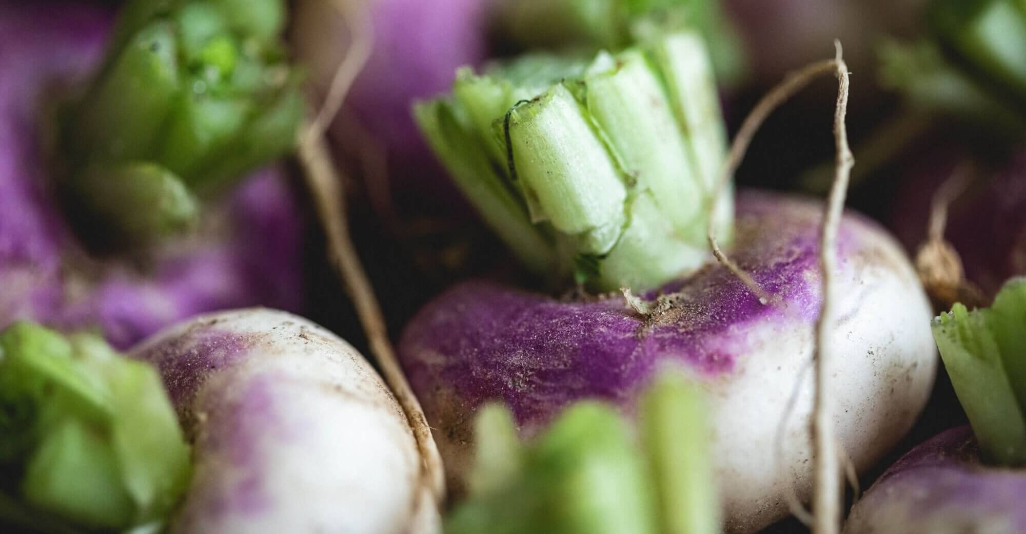 Turnip guide / A - Z of Veg / Riverford