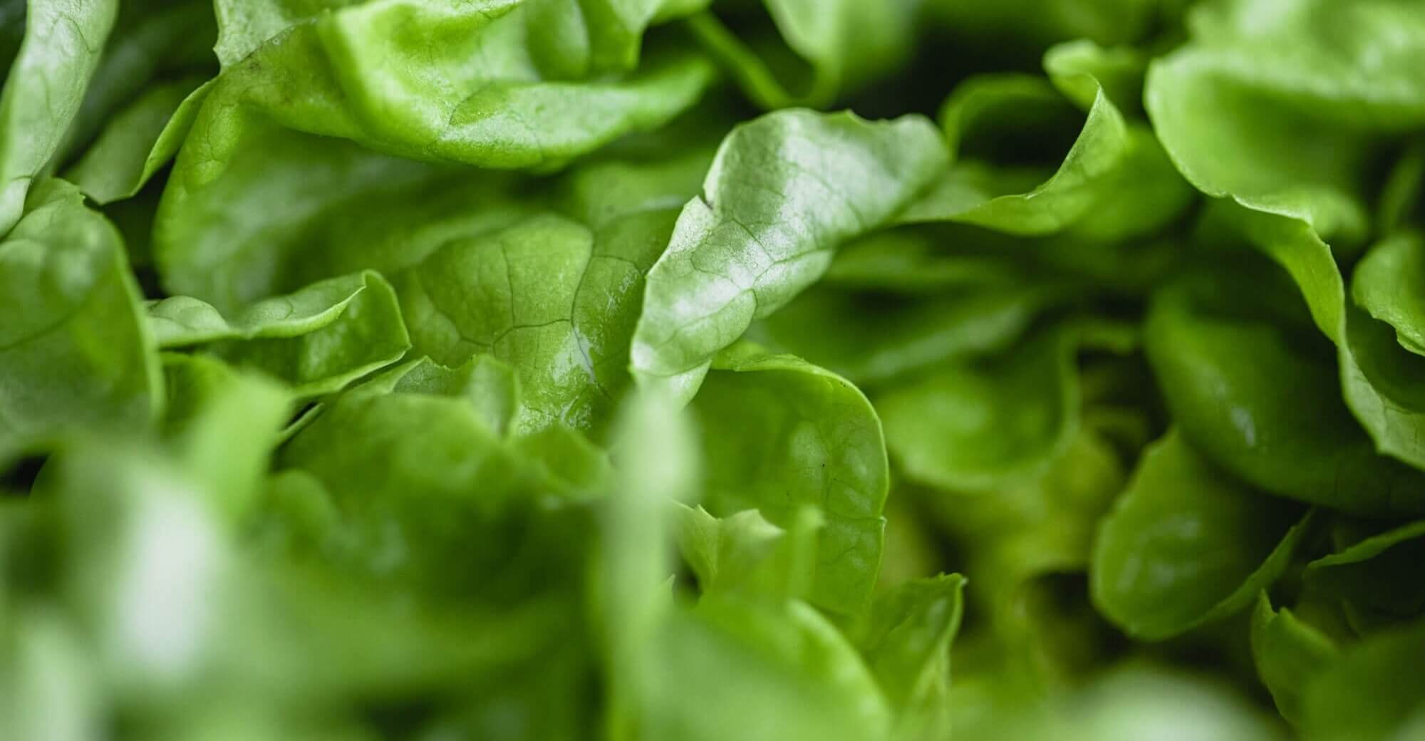 Lettuce guide / A - Z of Veg / Riverford