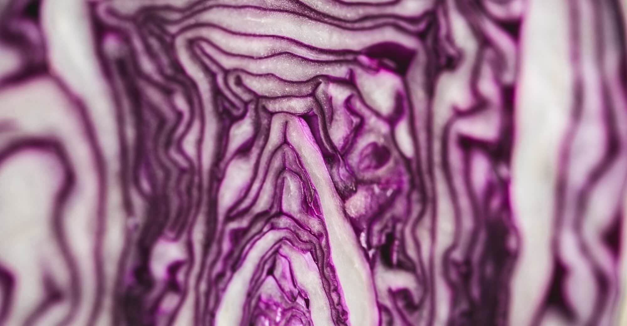 Red cabbage guide / A - Z of Veg / Riverford