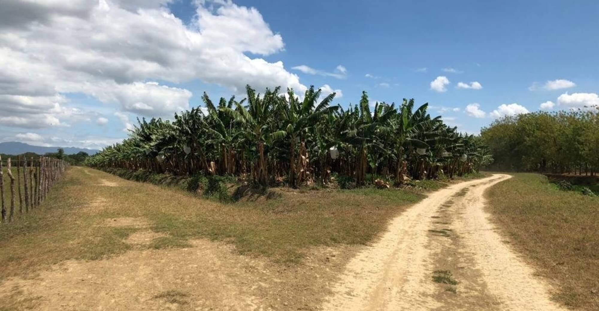 Savid Dominicana / Riverford