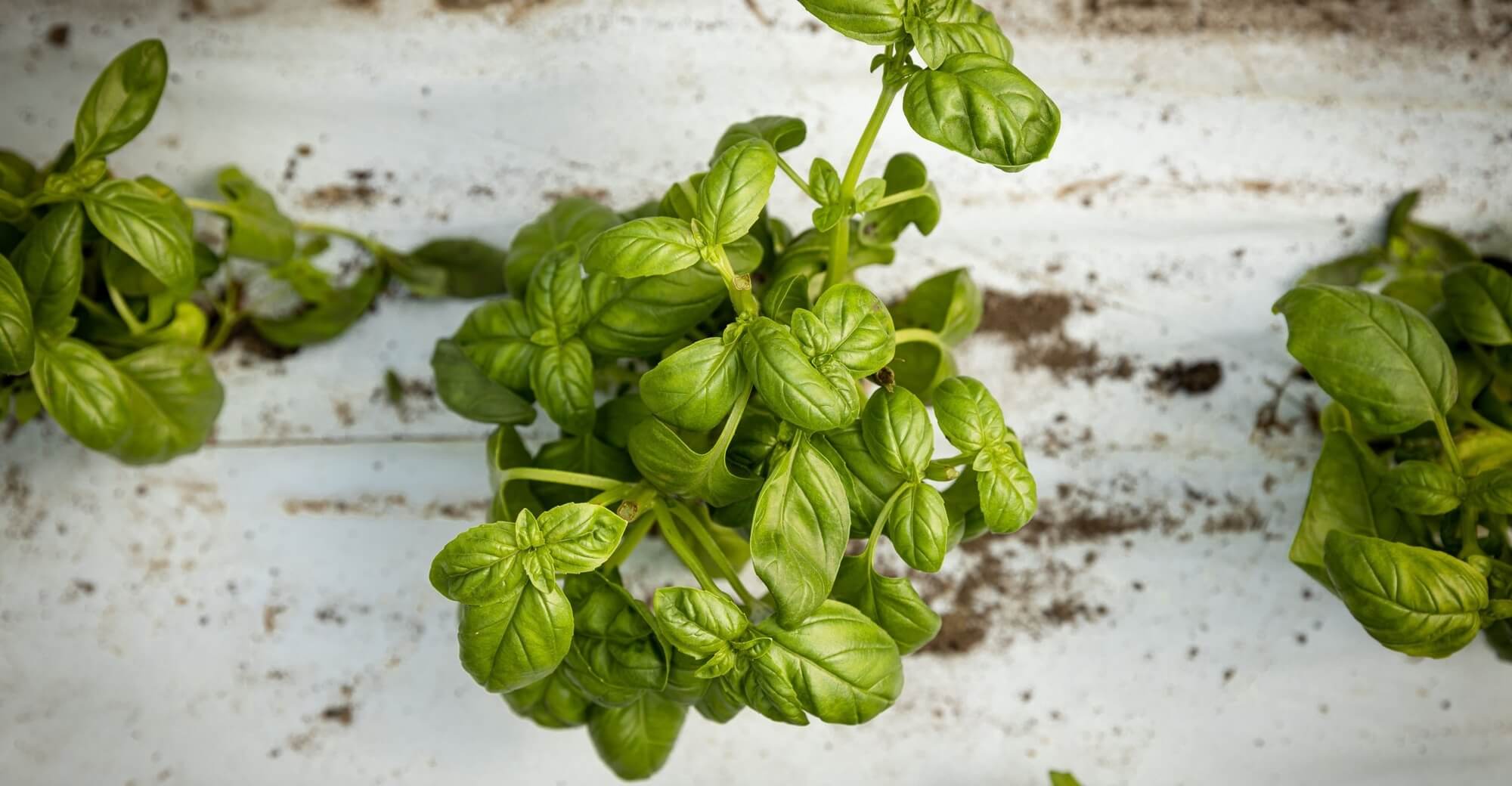 Turf Croft Organic Herbs / Riverford