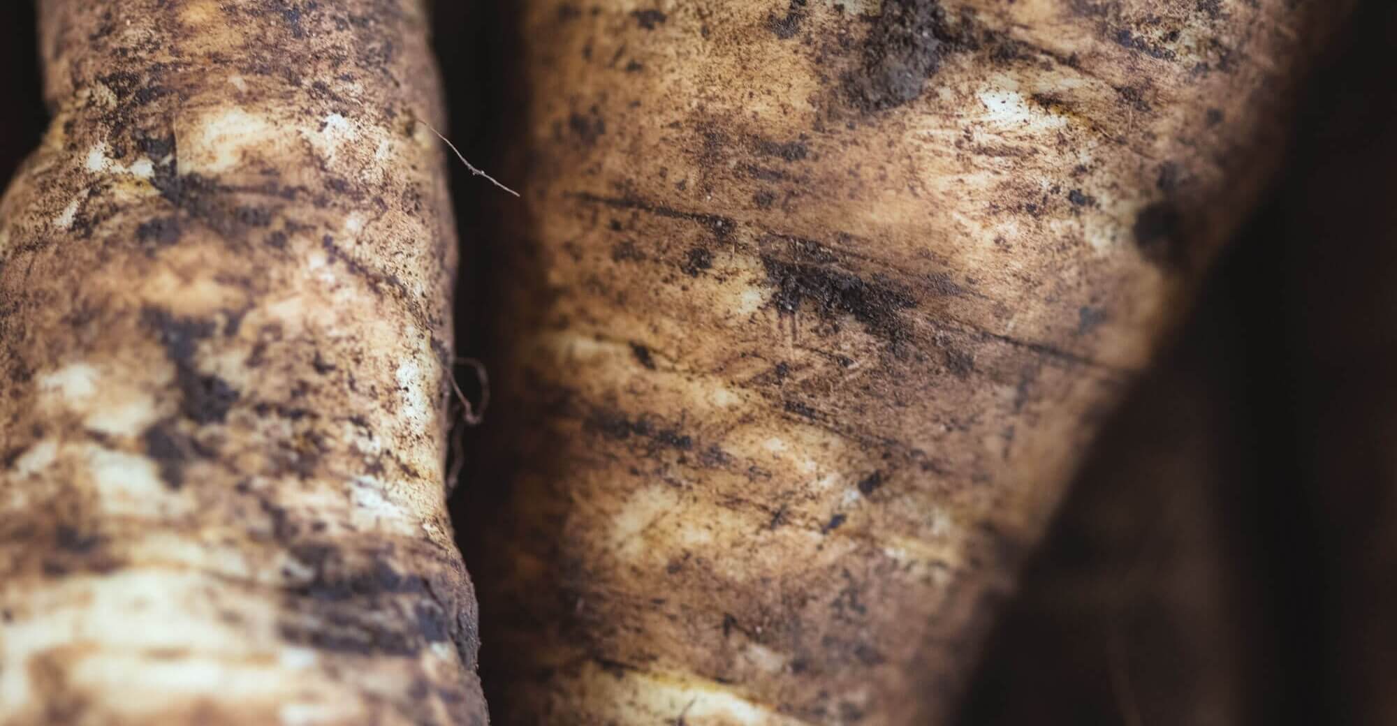 Parsnip guide / A - Z of Veg / Riverford