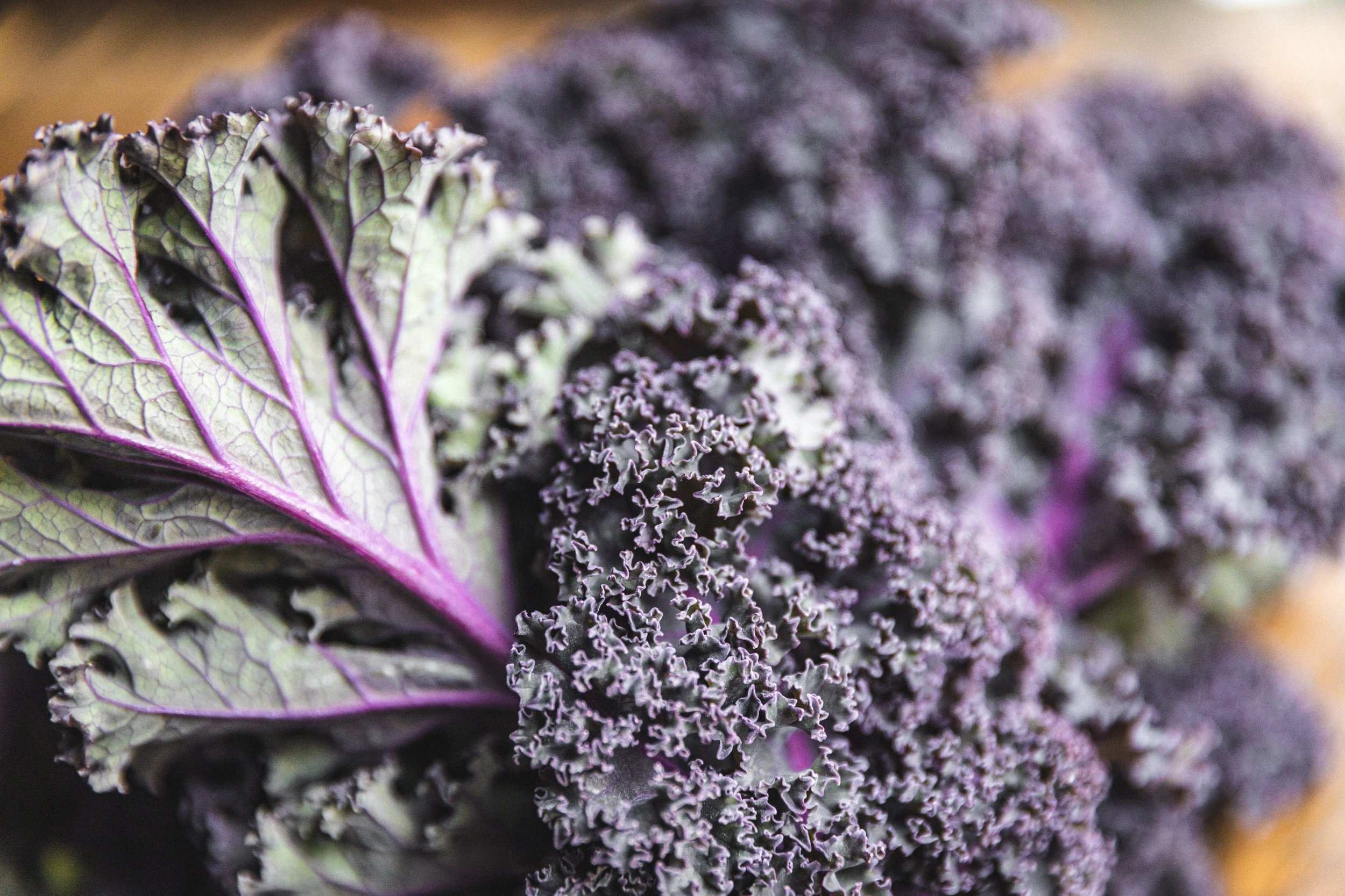 Organic Red curly kale 250g / Riverford