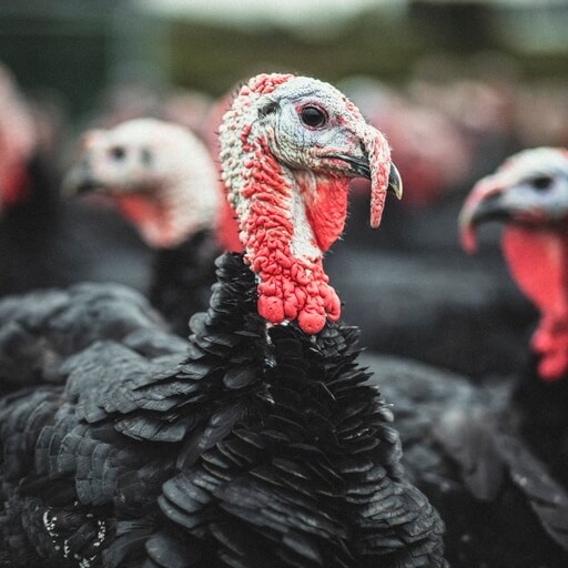 The Malseed family / Riverford