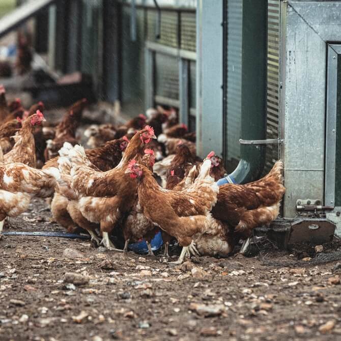 Duncan Janaway / Riverford