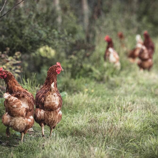 Duncan Janaway / Riverford