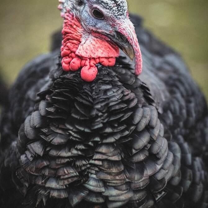 The Malseed family / Riverford