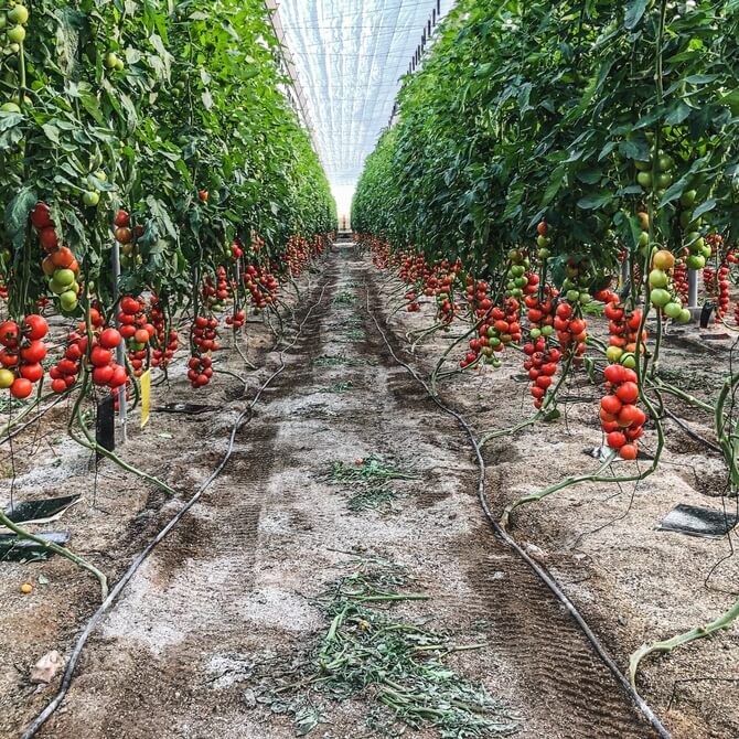 Paco Lozano / Riverford