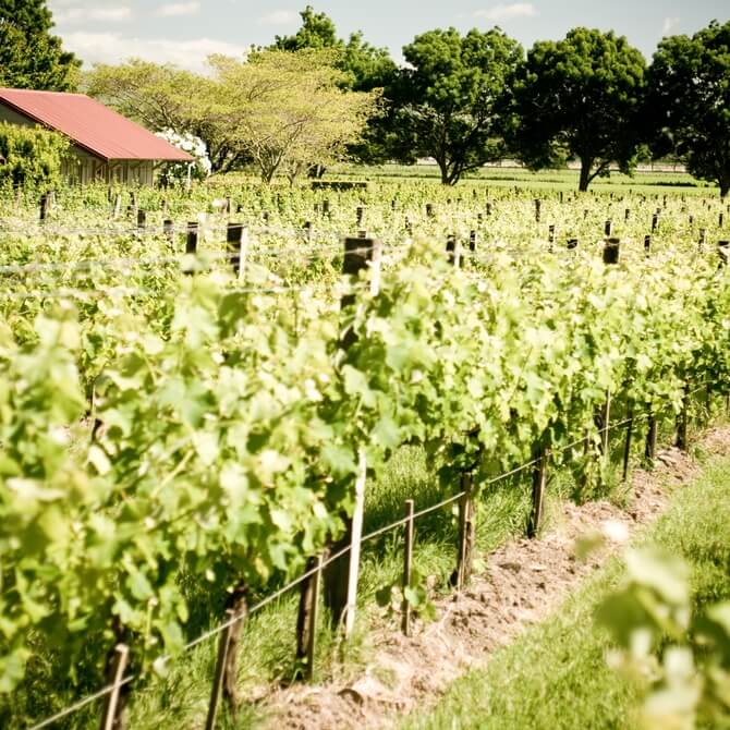 Vintage Roots / Riverford