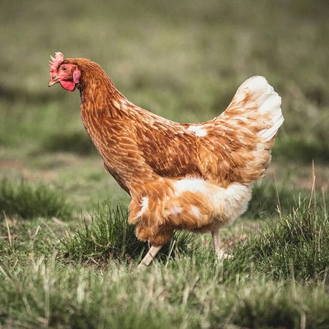 Duncan Janaway / Riverford