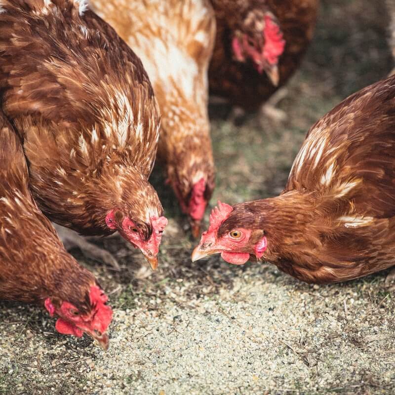 Duncan Janaway / Riverford