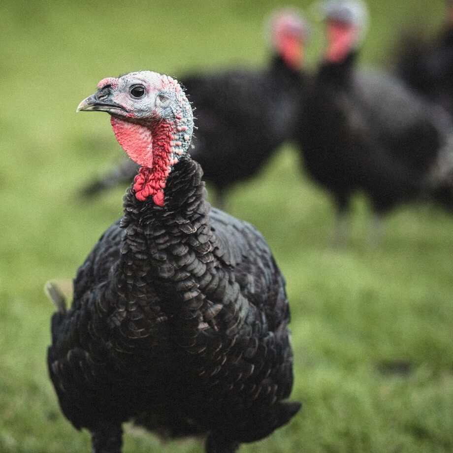 The Malseed family / Riverford