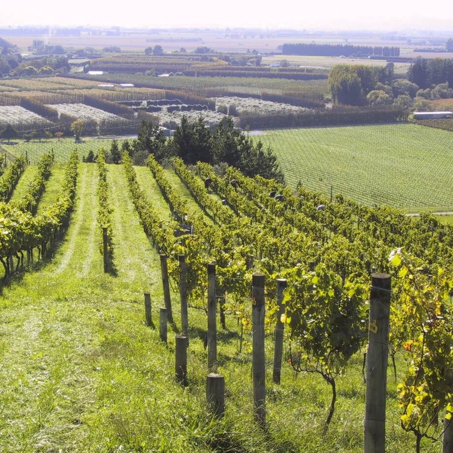 Vintage Roots / Riverford