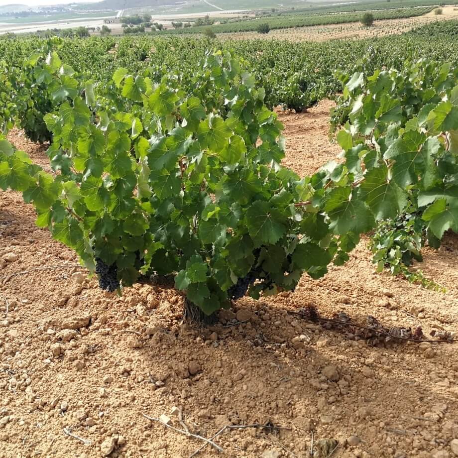 Vintage Roots / Riverford