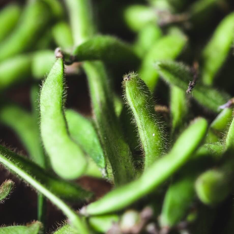 Edamame beans guide / A - Z of Veg / Riverford