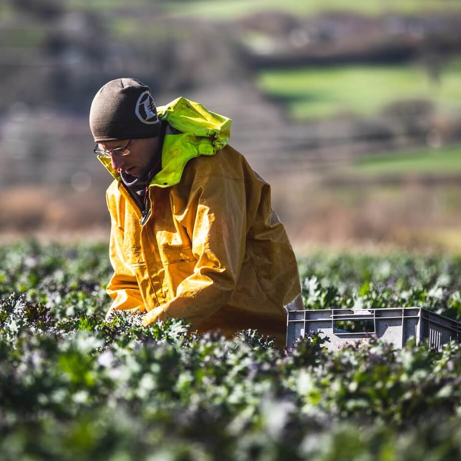 Riverford on Wash Farm / Riverford