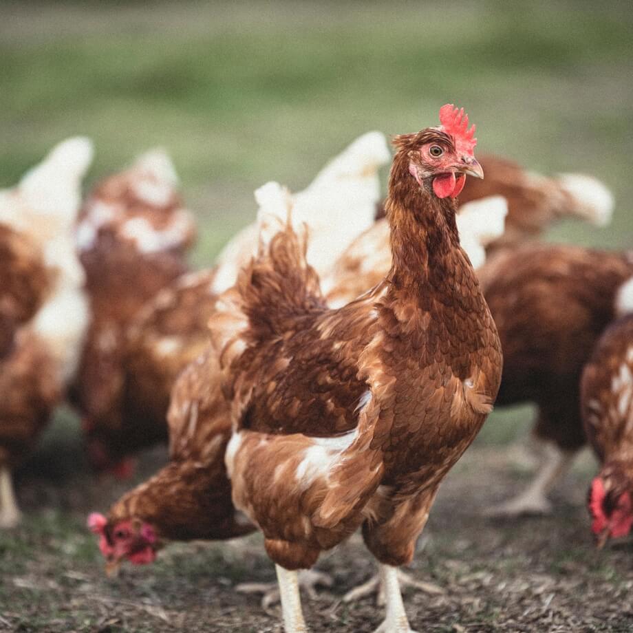 Duncan Janaway / Riverford