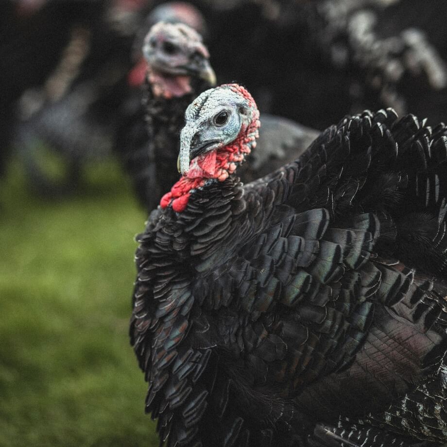 The Malseed family / Riverford